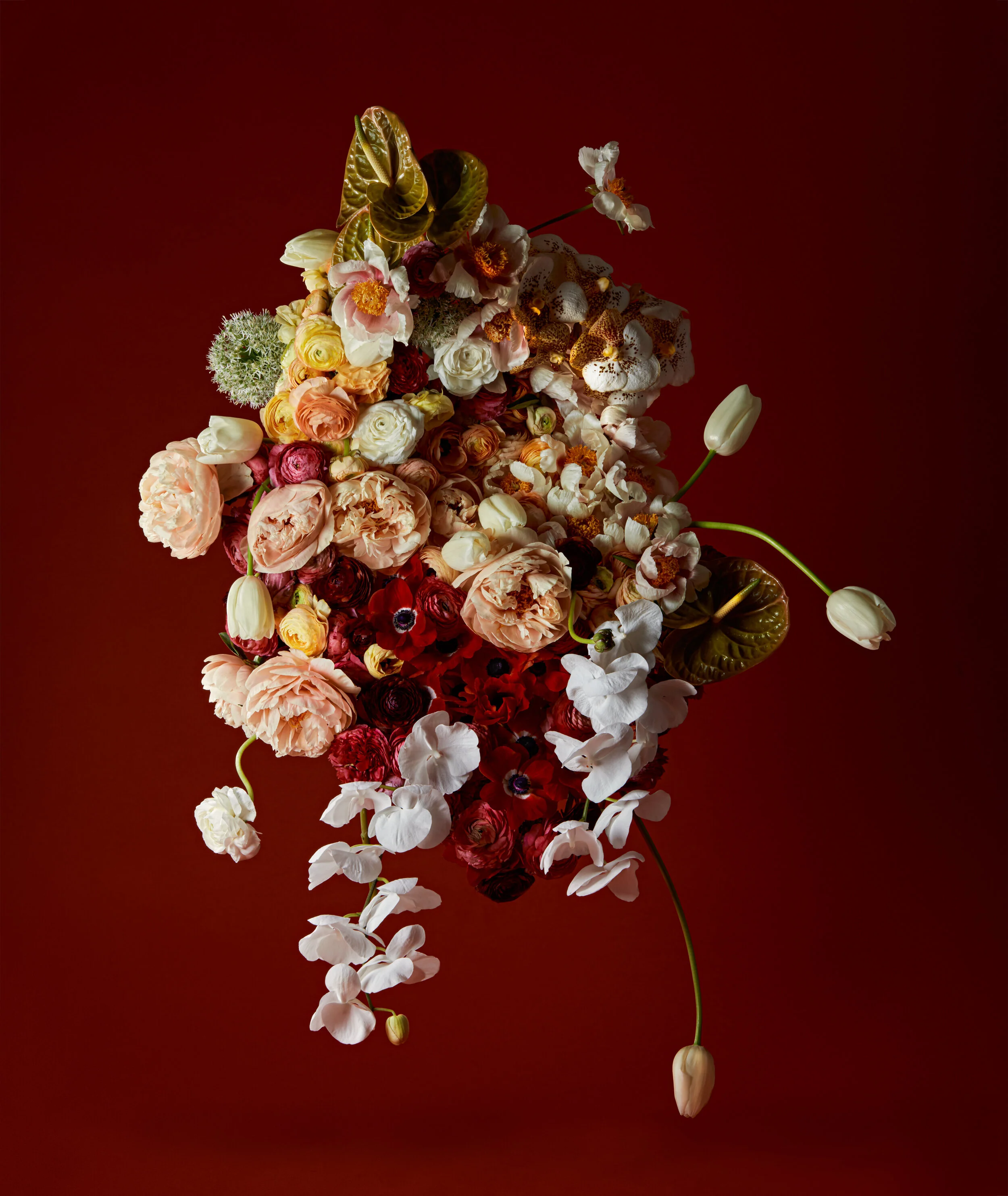 Suzanne Saroff Photography