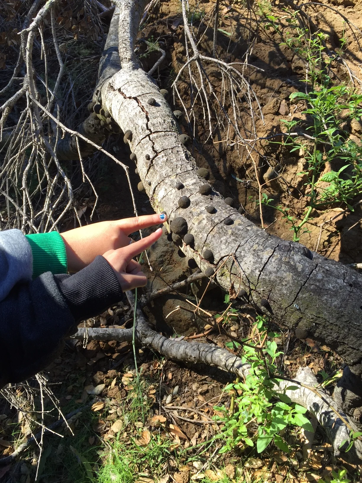 Los Angeles County Outdoor Science School — Outdoor and Marine Science ...