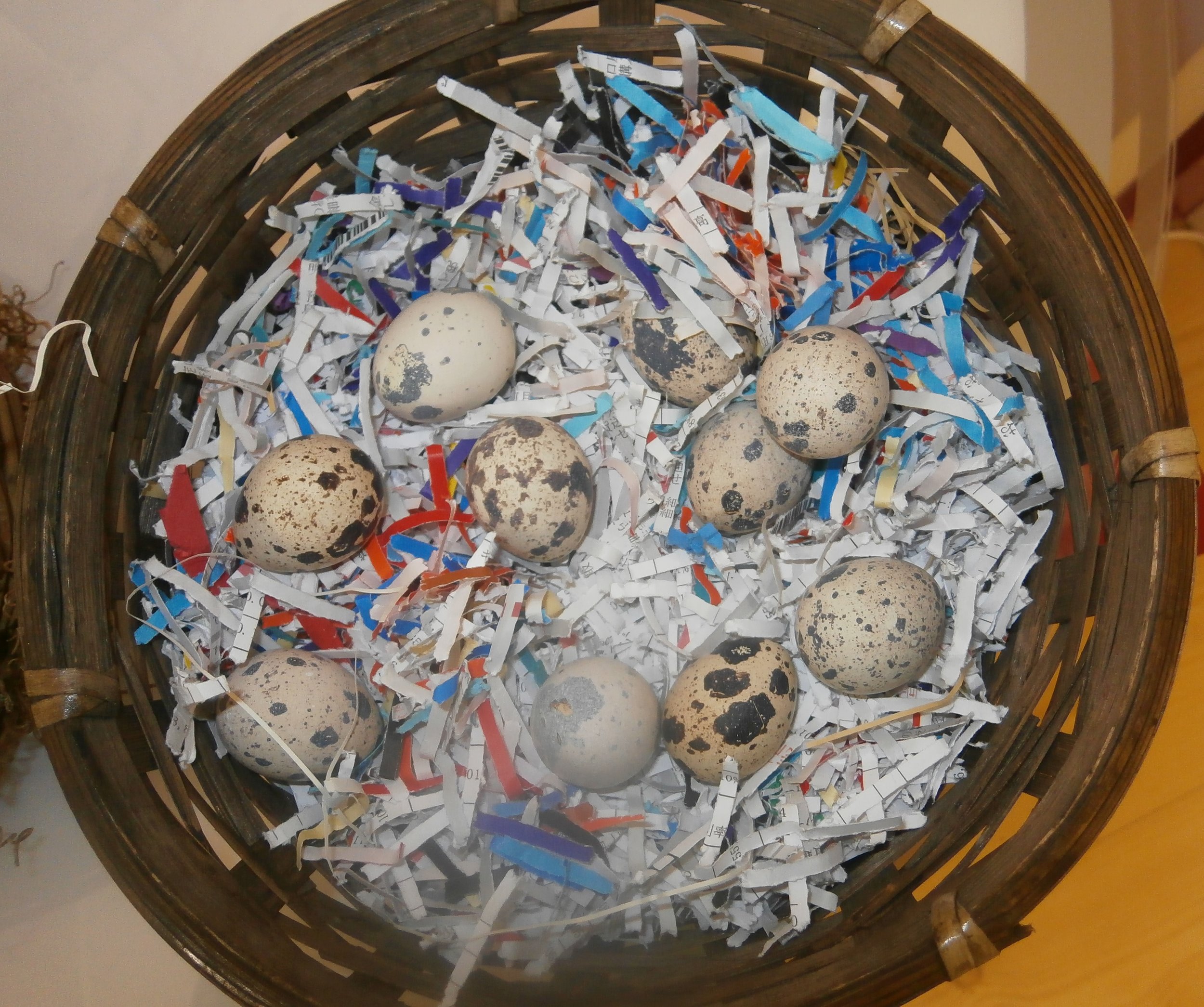 What animals hatch from eggs, Insights & Updates | Ohana International ...