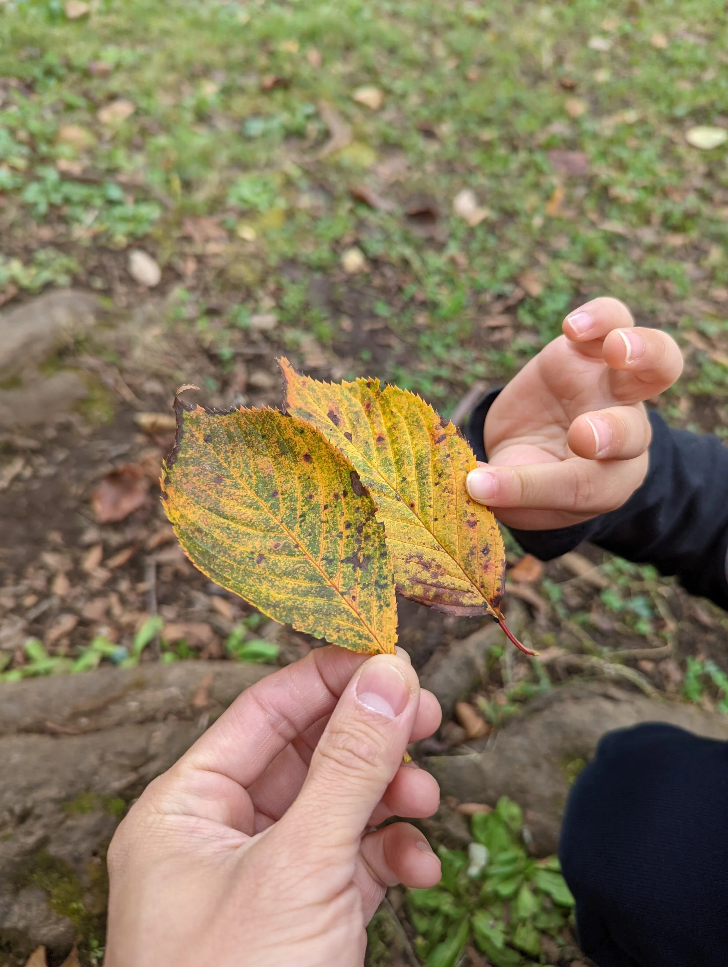Leaf Exploration Day | Ohana School in Tokyo