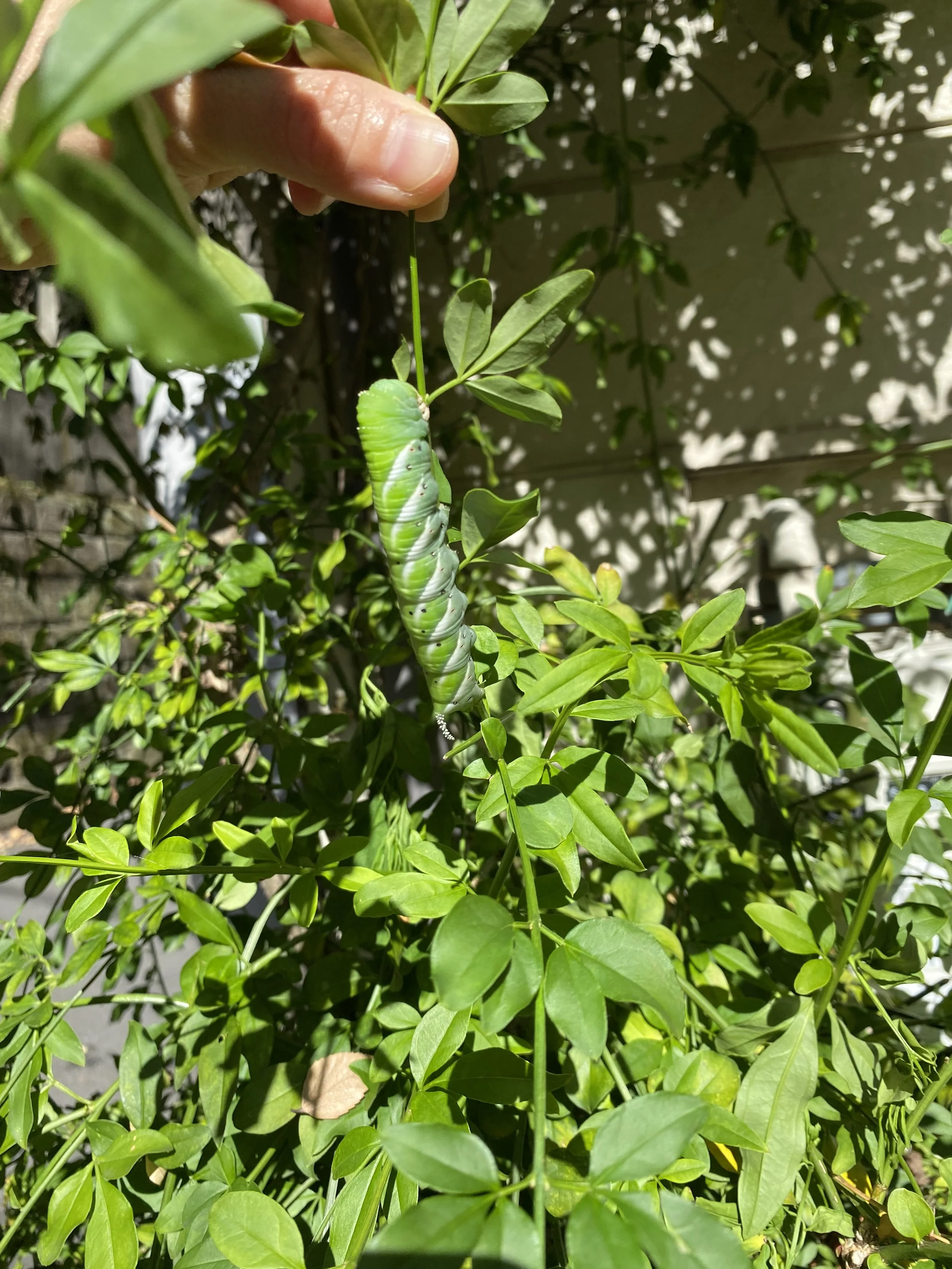 What do animals eat and Yearbook Photo Day! | Ohana School in Tokyo