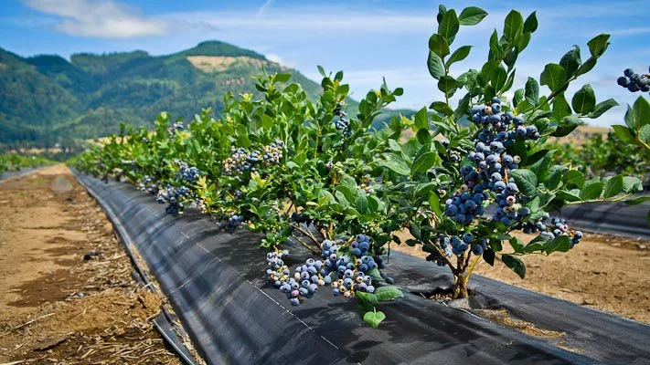 Norris Blueberry Farms