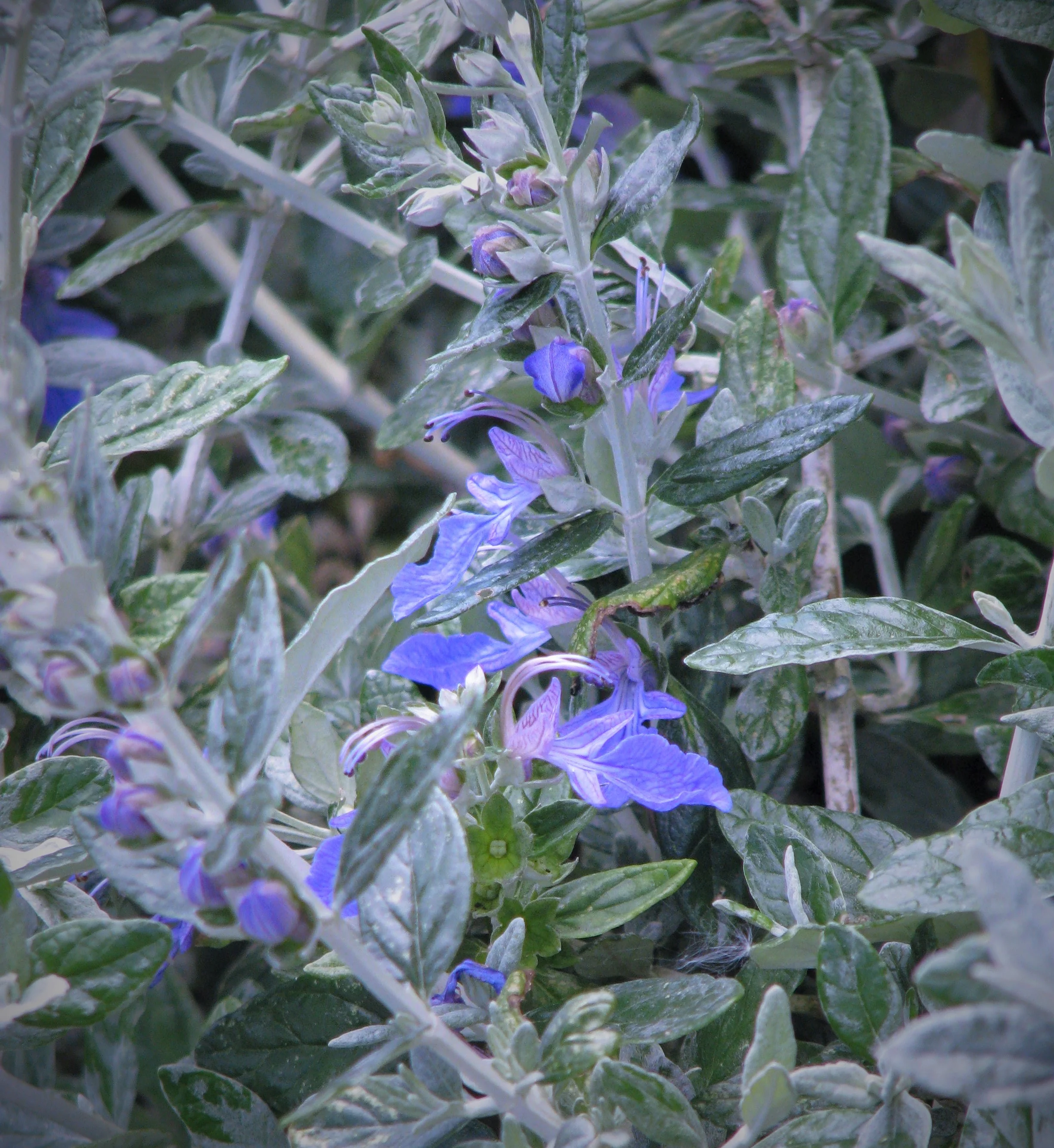 Teucrium fruticans — Very Good Plants