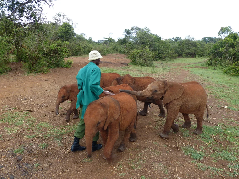 Facts About Poaching — The Elephant Foundation