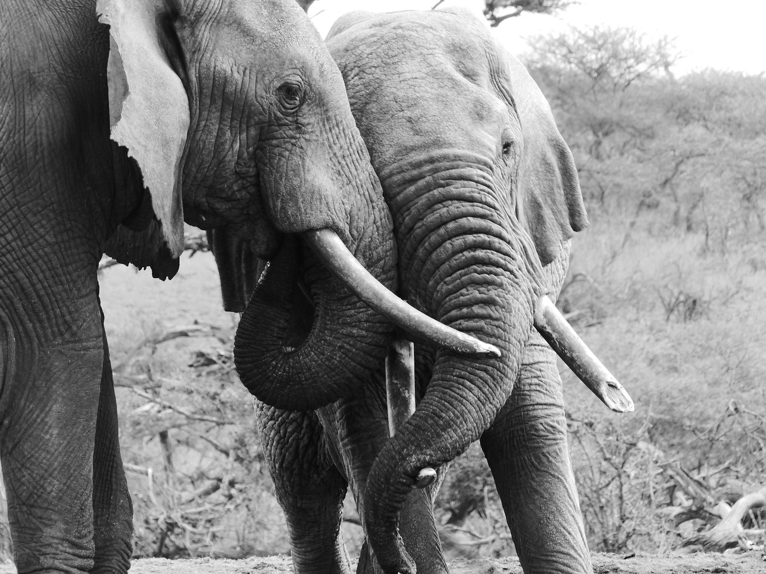 Facts About Poaching — The Elephant Foundation
