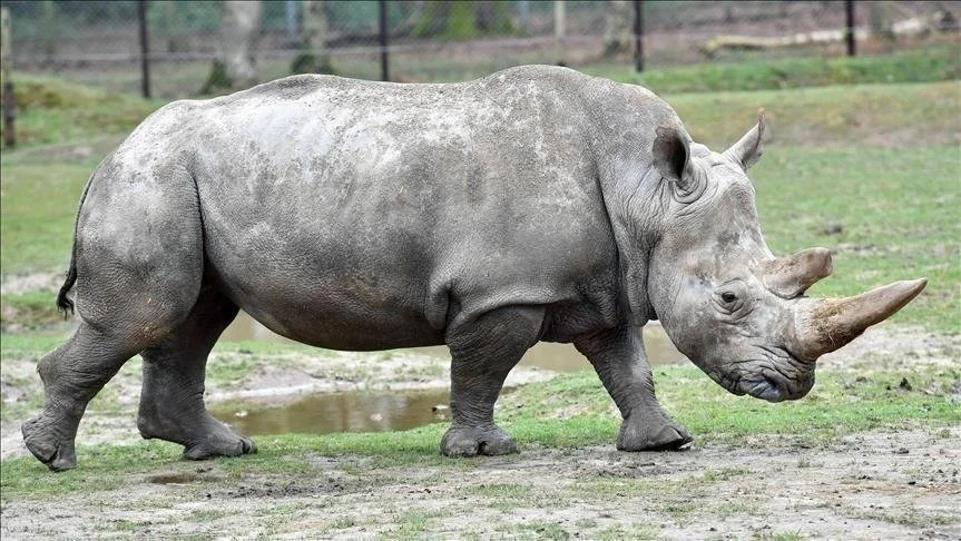 Celebrating World Rhino Day — The Elephant Foundation