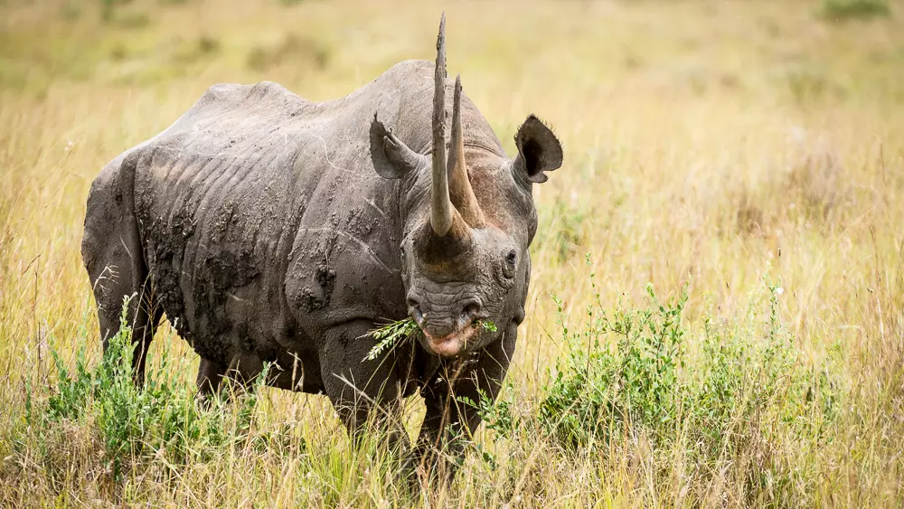 Rhino poaching: Why it’s a big problem — The Elephant Foundation