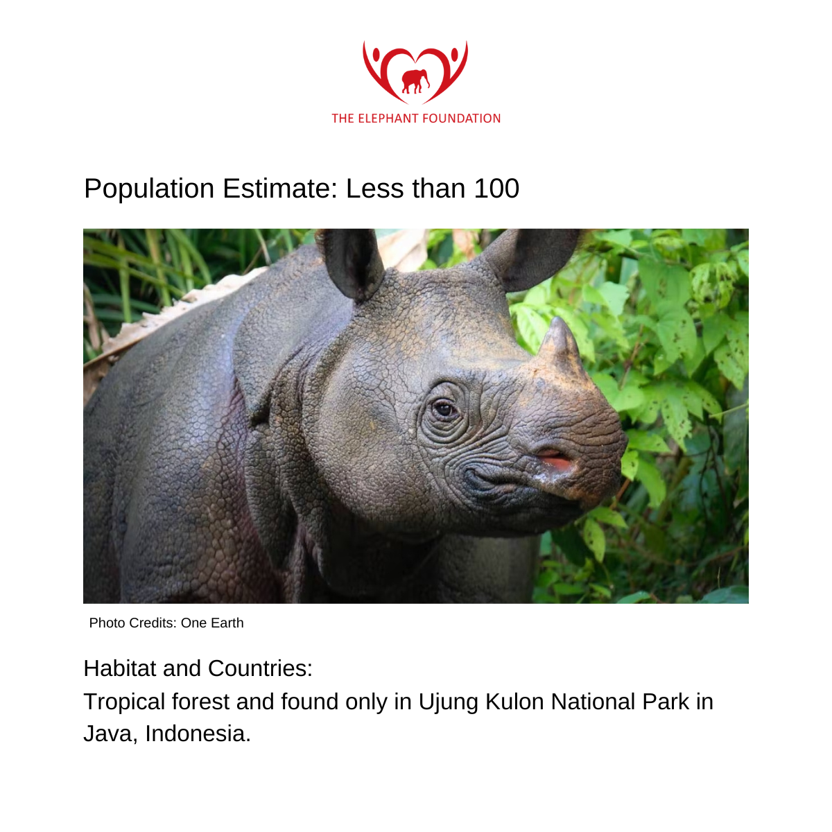 Celebrating World Rhino Day — The Elephant Foundation