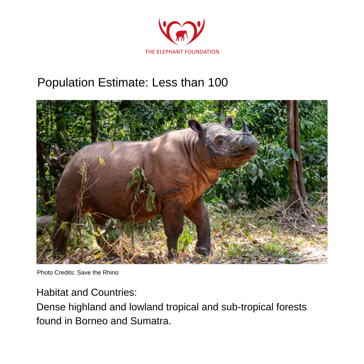 Celebrating World Rhino Day — The Elephant Foundation