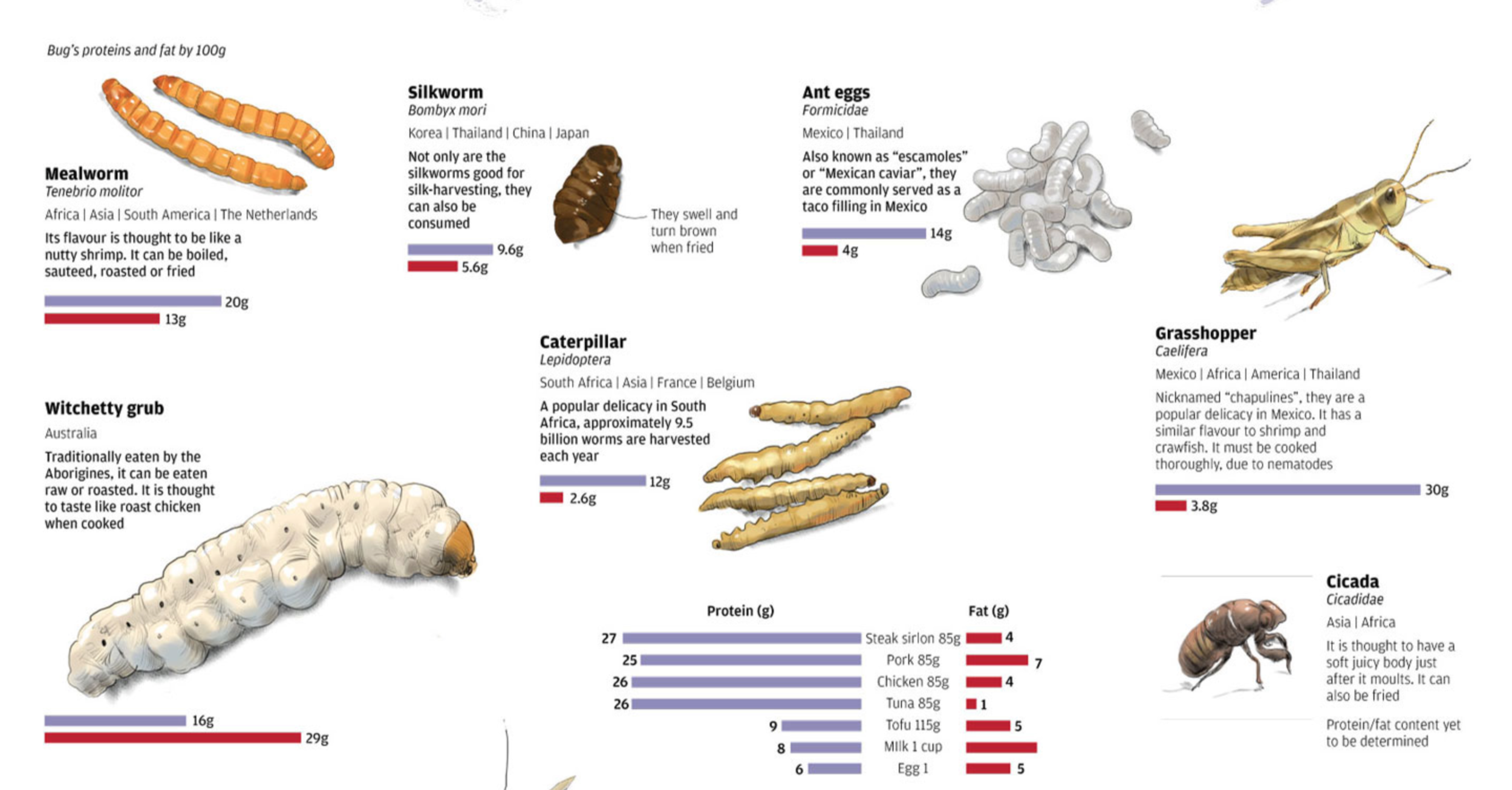 Edible insects to the rescue? — PlantingSeeds