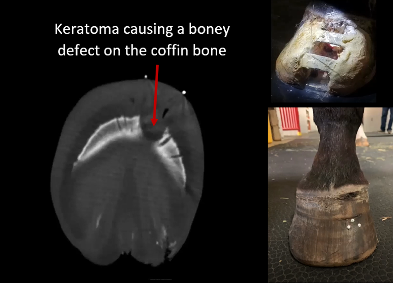Asto CT - Equine Standing CT Items