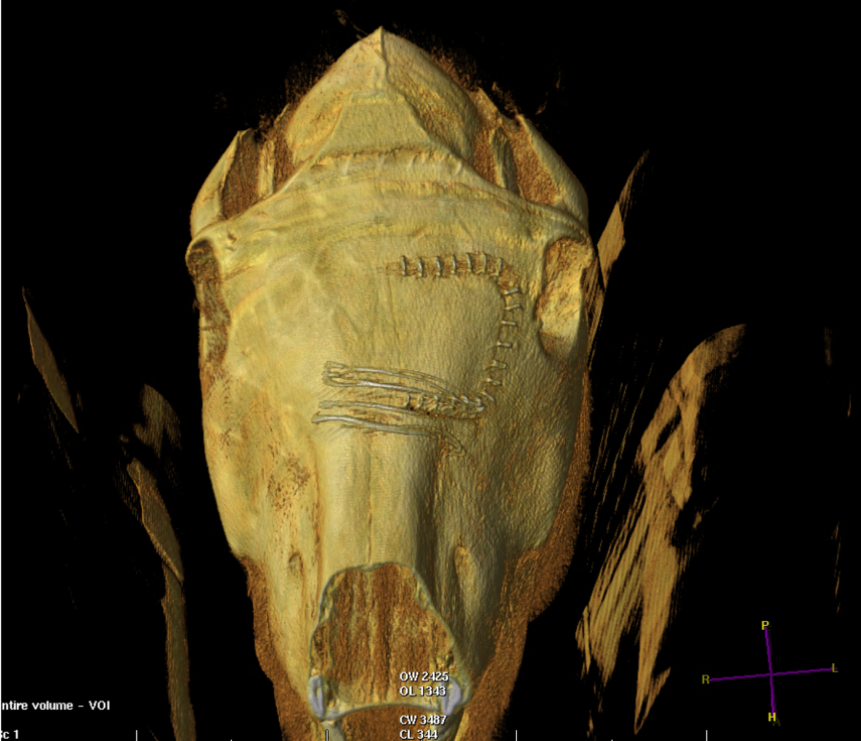 Asto CT - Equine Standing CT - Learn More