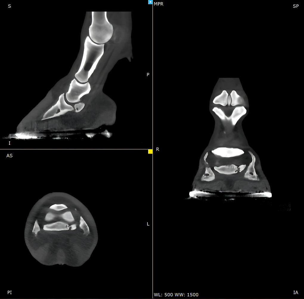 Asto CT - Equine Standing CT - Learn More