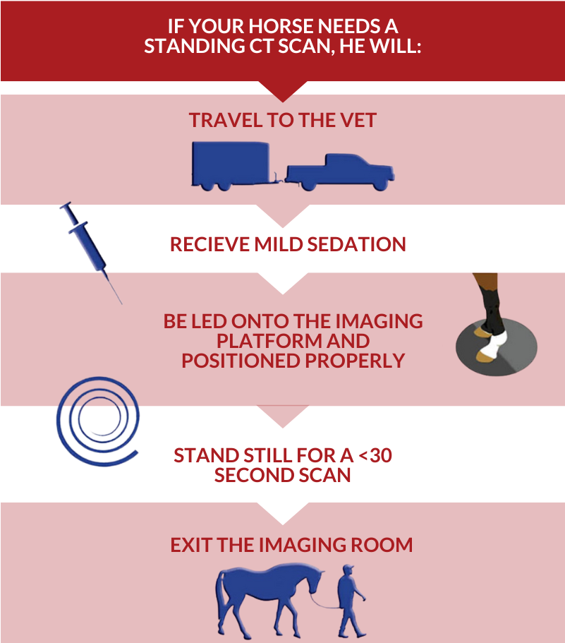 Asto CT - Equine Standing CT - Equina