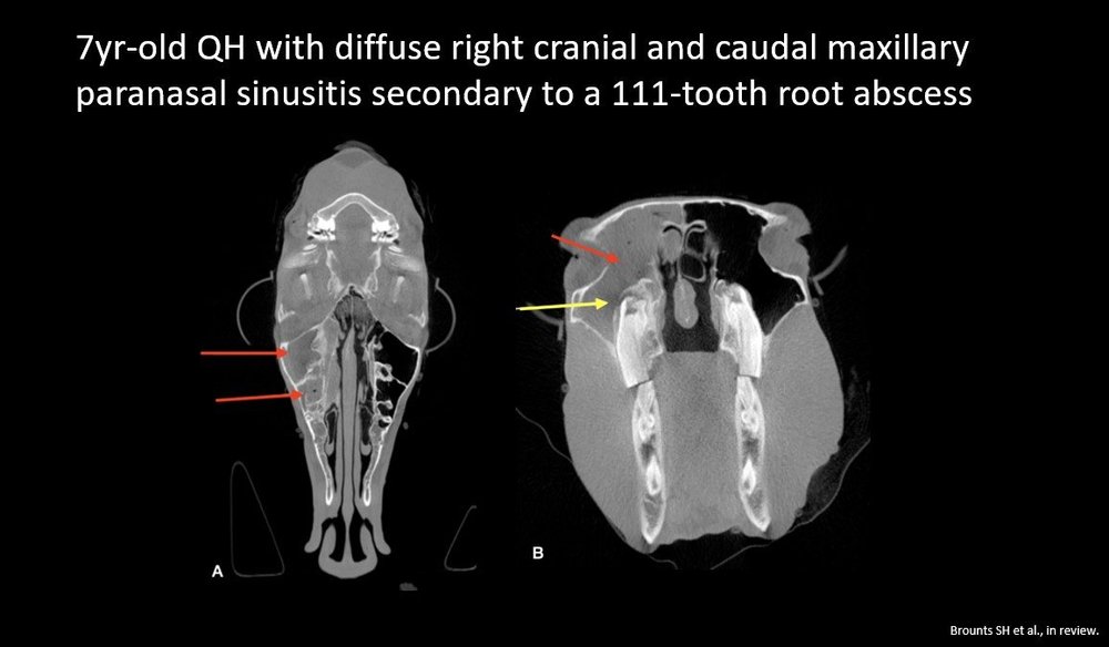 Asto CT - Equine Standing CT - Learn More