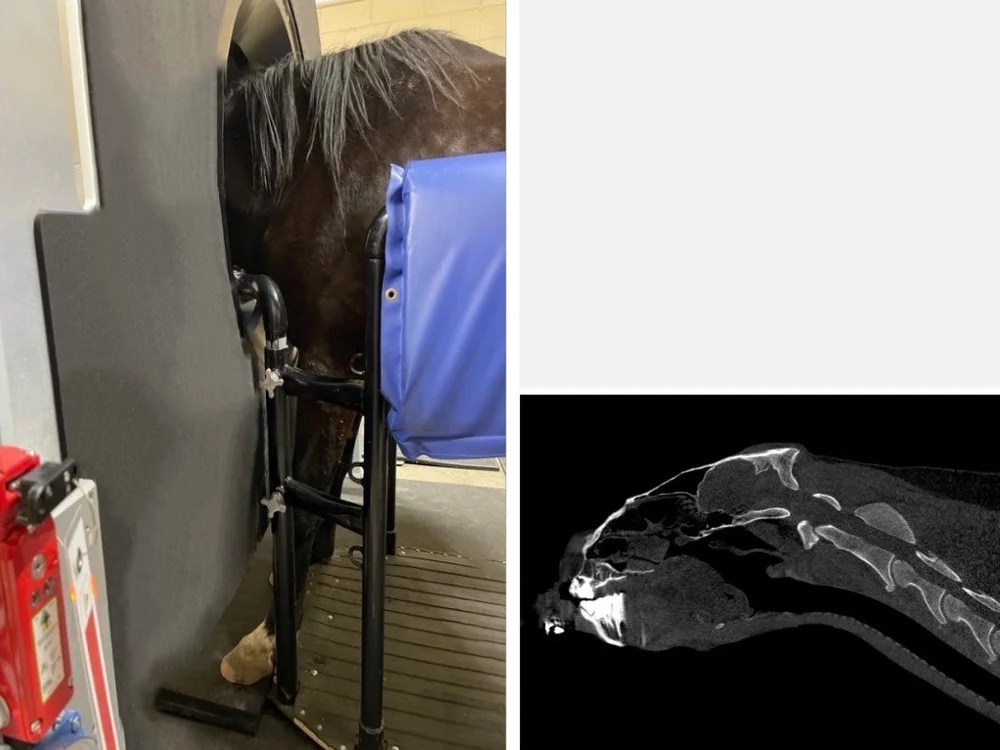 Asto CT - Equine Standing CT - Learn More