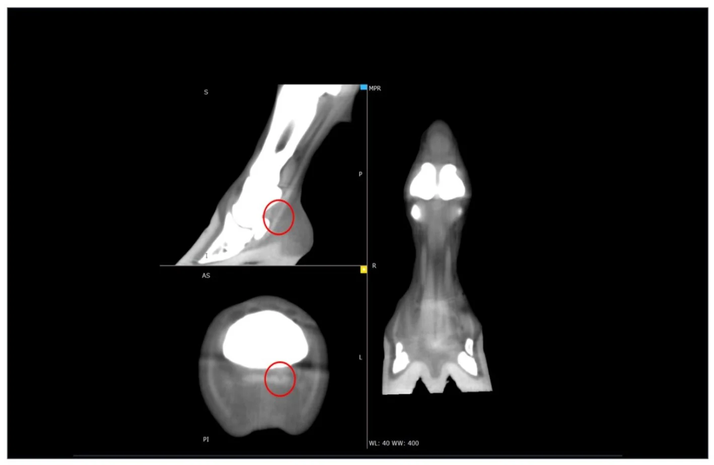 Asto CT - Equine Standing CT - Learn More