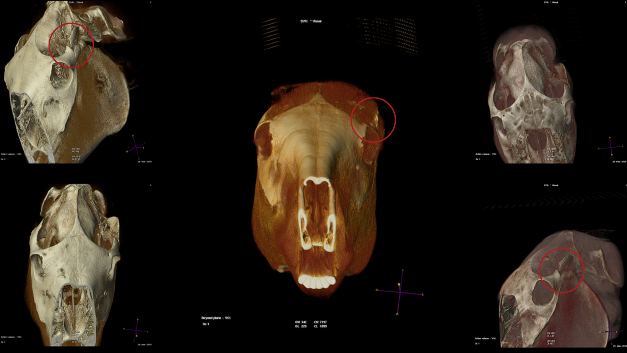 Asto CT - Equine Standing CT - Learn More