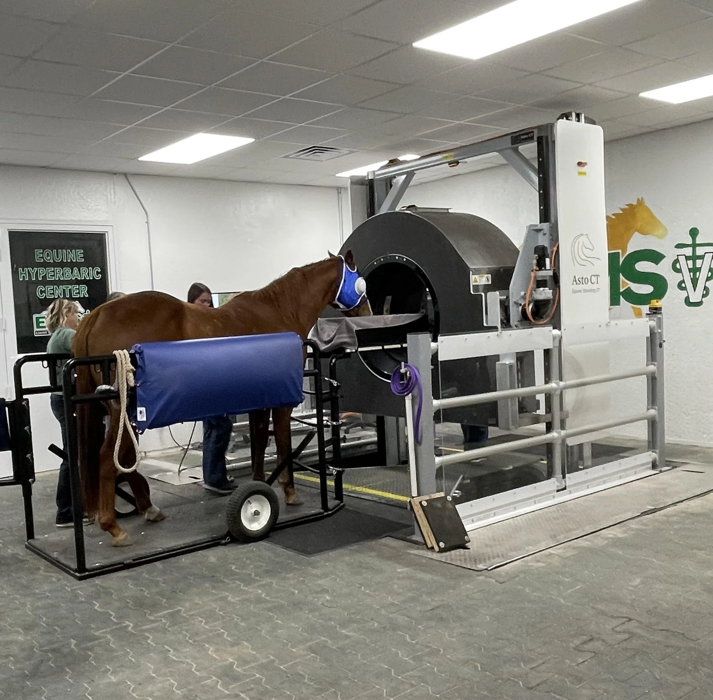 Asto CT - Equine Standing CT - Learn More