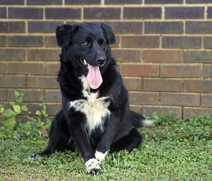 Southern Skies Labrador Rescue & Adoption