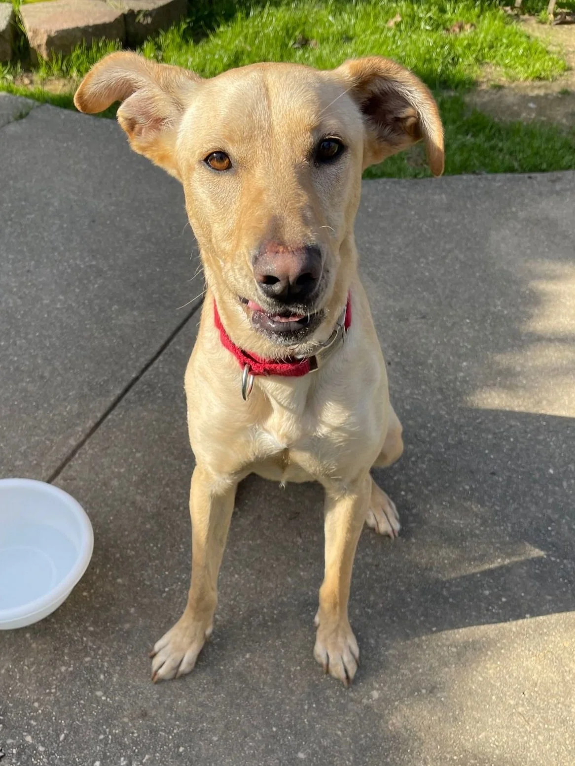 Italian Greyhound Yellow Lab Mix