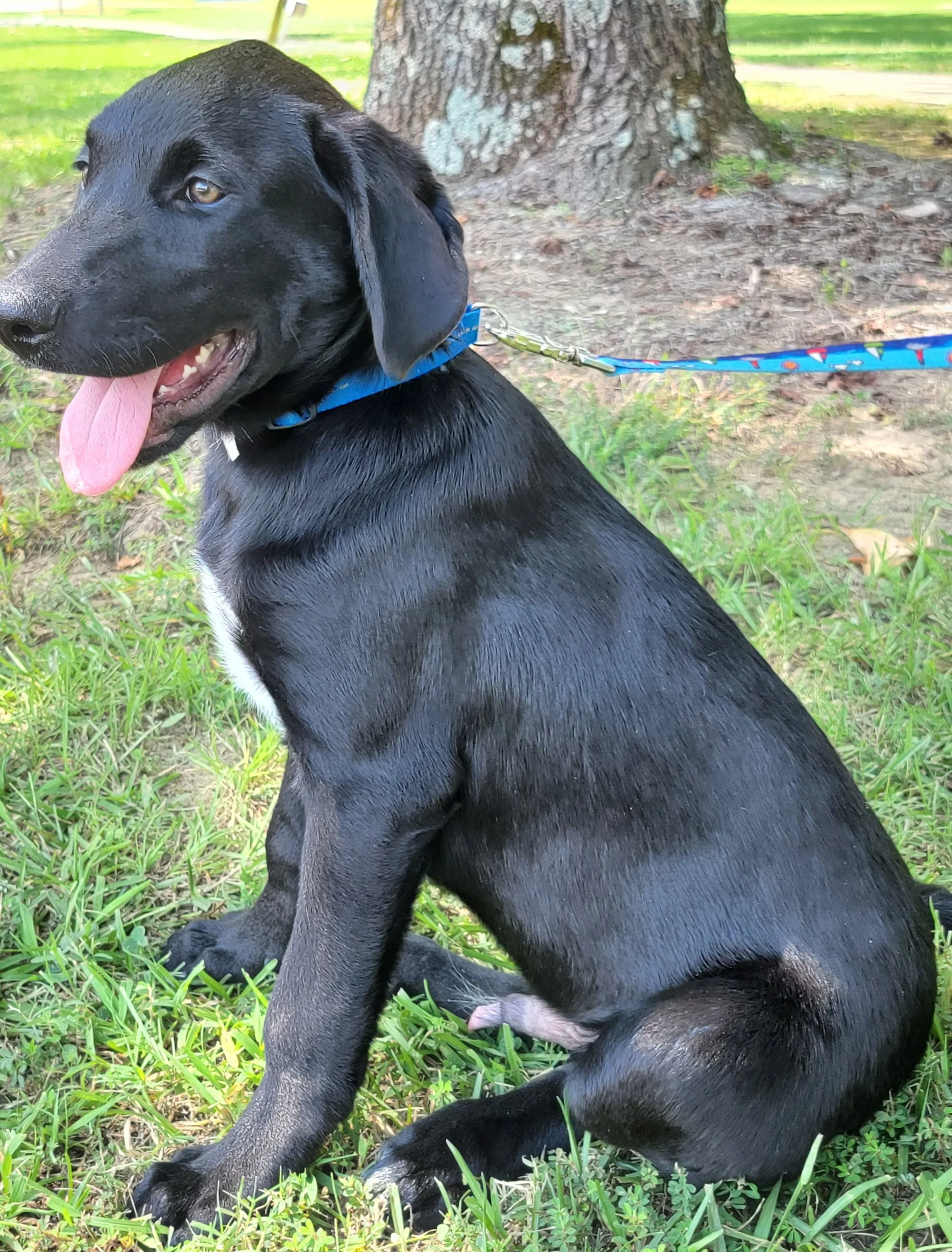 Our Dogs — Southern Skies Labrador Rescue & Adoption