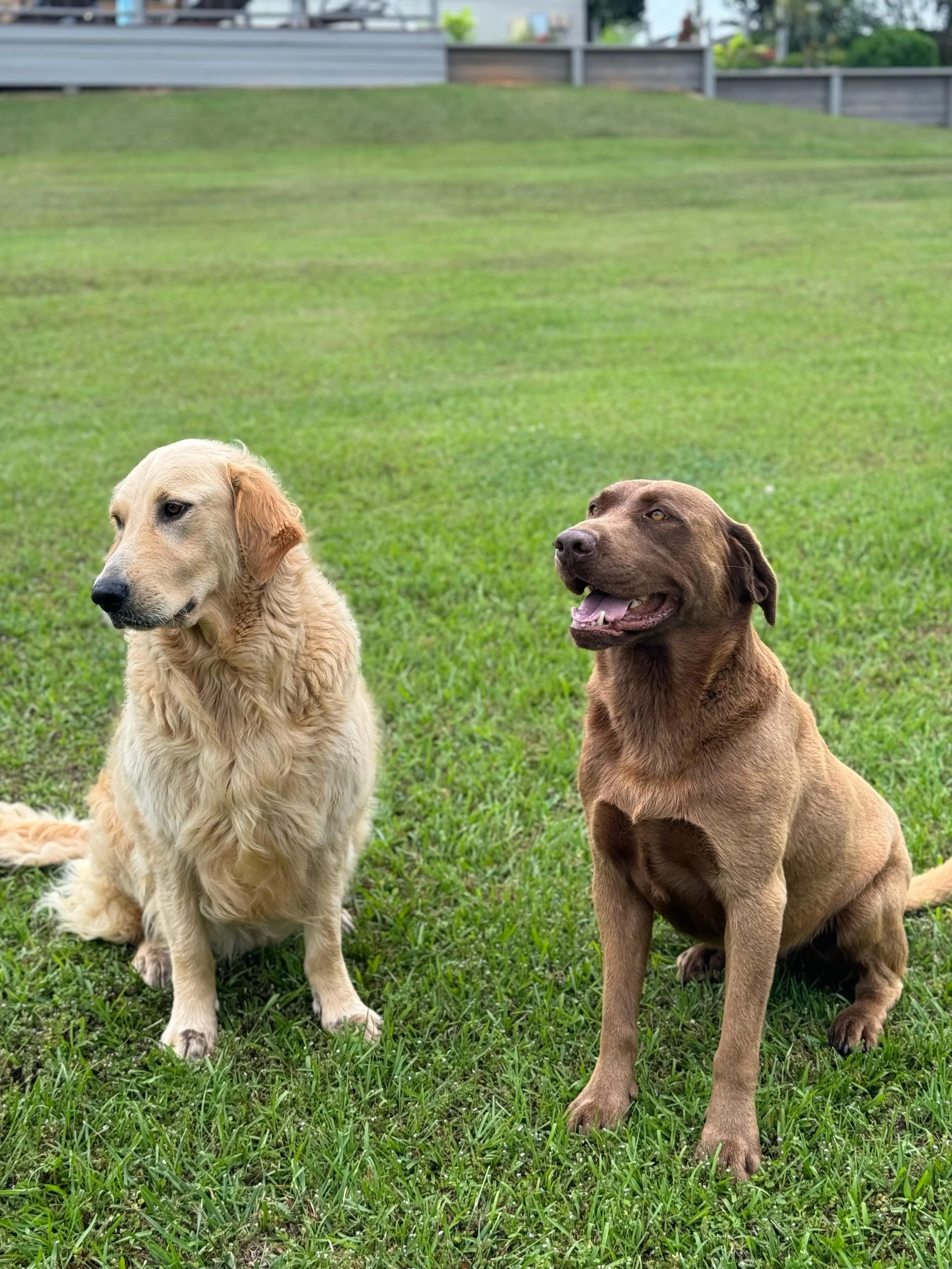 Our Dogs — Southern Skies Labrador Rescue & Adoption