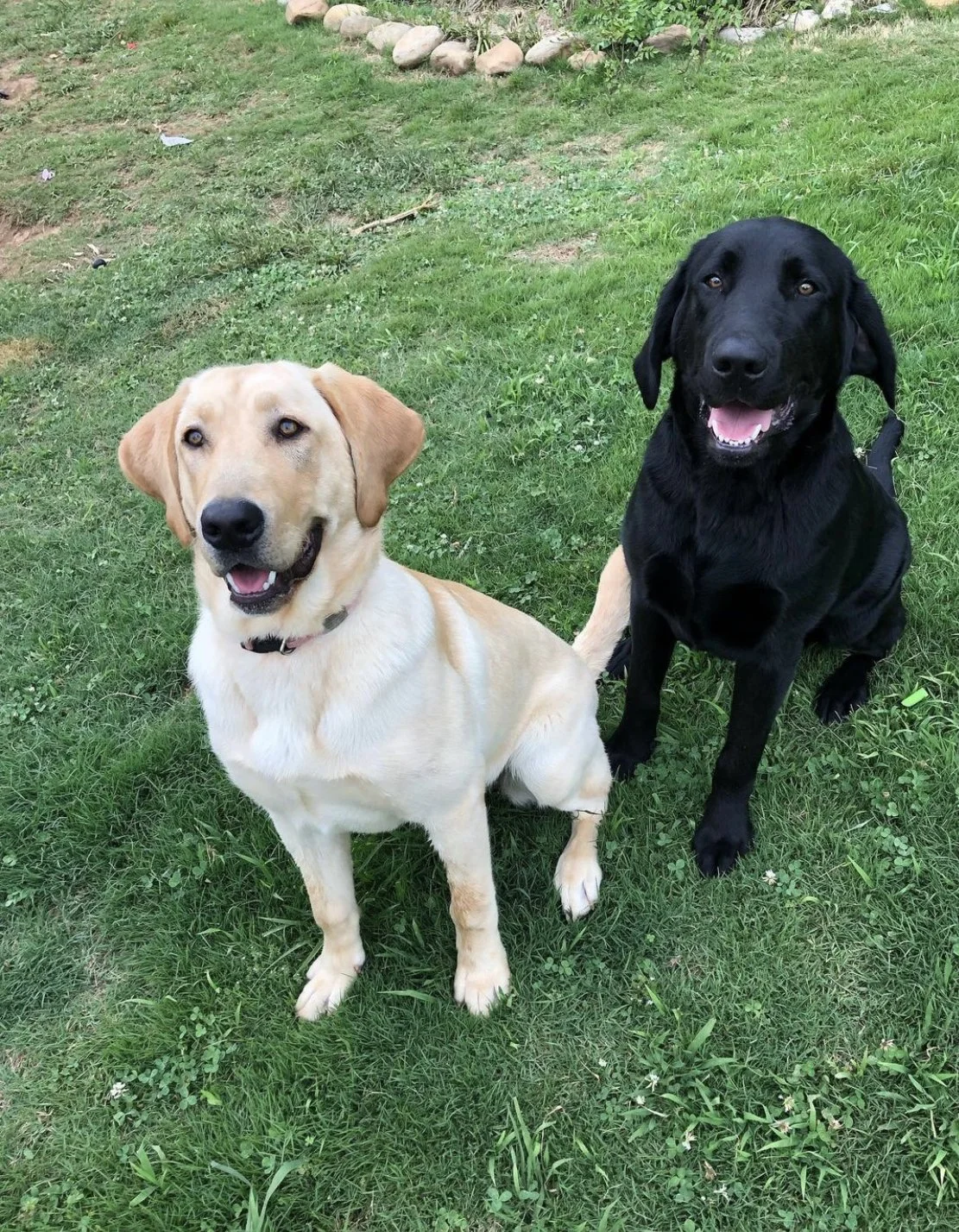 Our Dogs — Southern Skies Labrador Rescue & Adoption