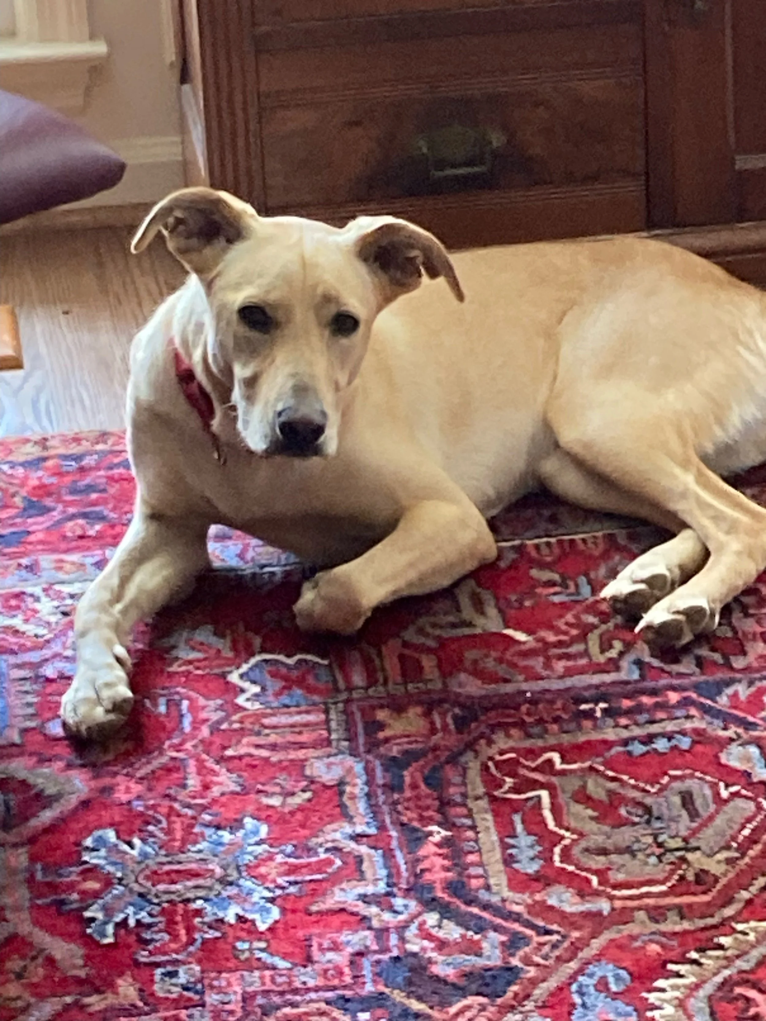 Whippet Yellow Lab Mix