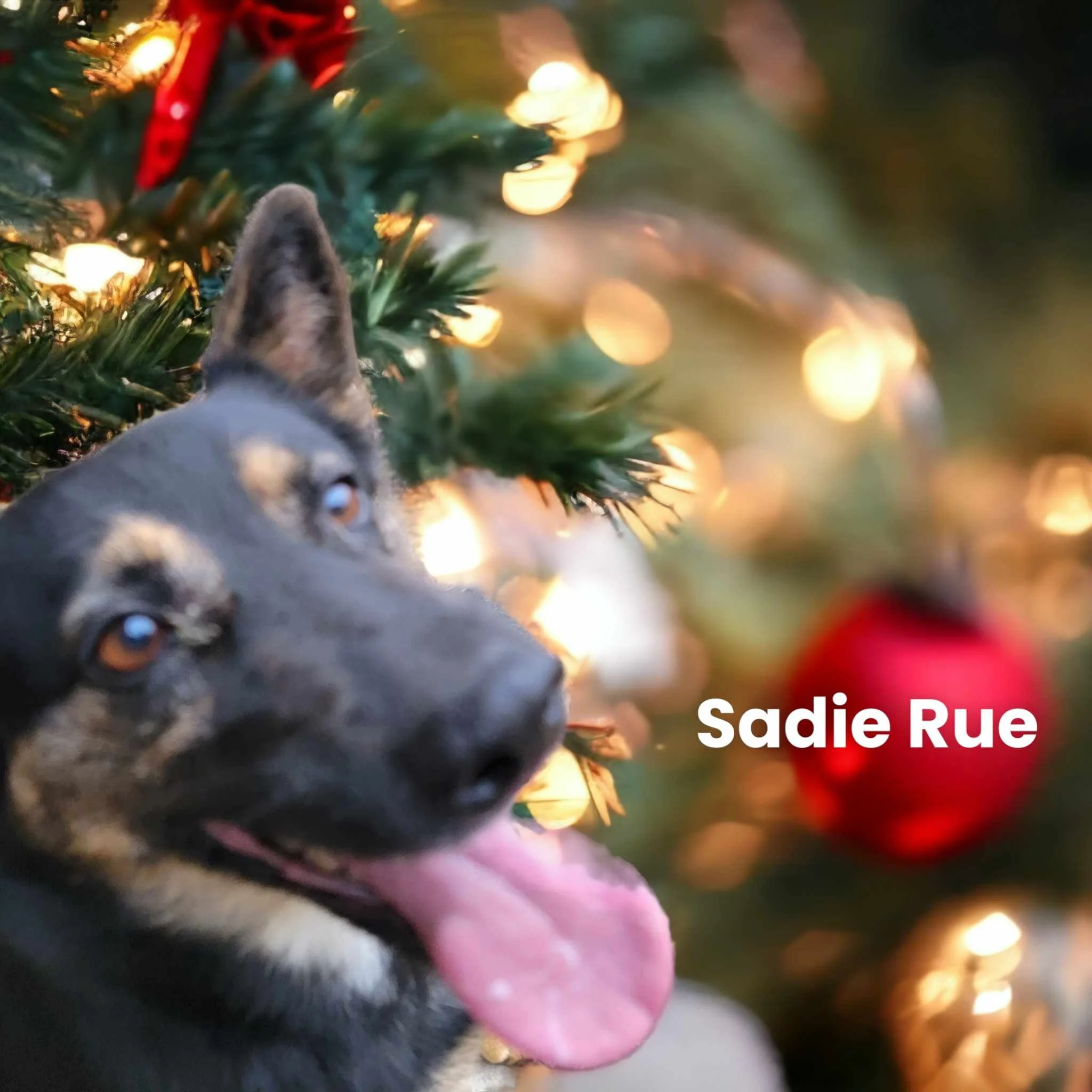 Our Dogs Southern Skies Labrador Rescue Adoption