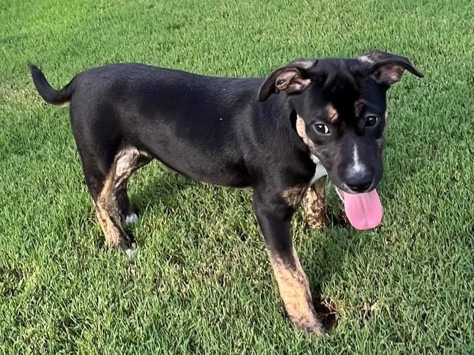 Our Dogs — Southern Skies Labrador Rescue & Adoption