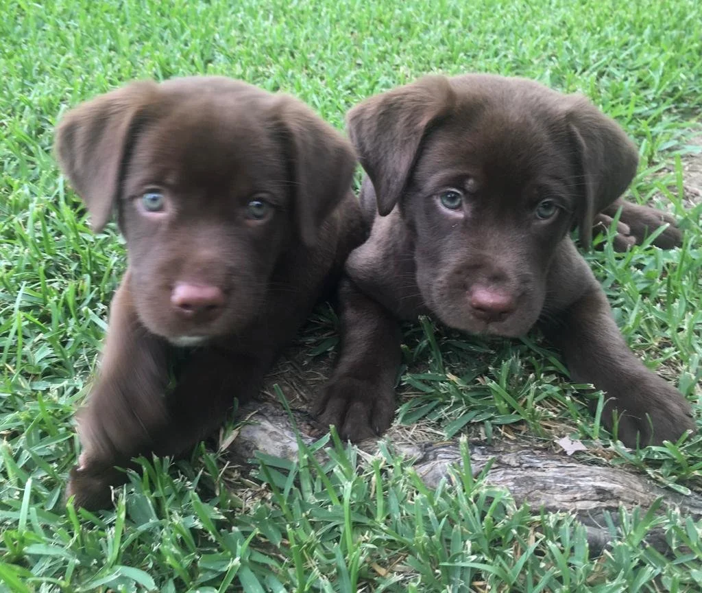 Our Dogs — Southern Skies Labrador Rescue & Adoption