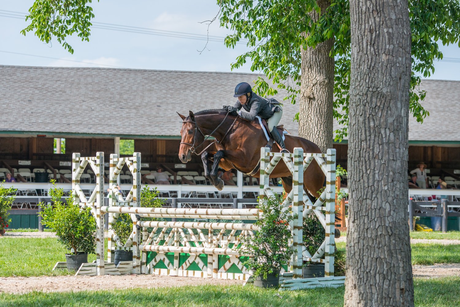 The EMO Agency Inc. Equine Insurance Experts | Horse Insurance ...