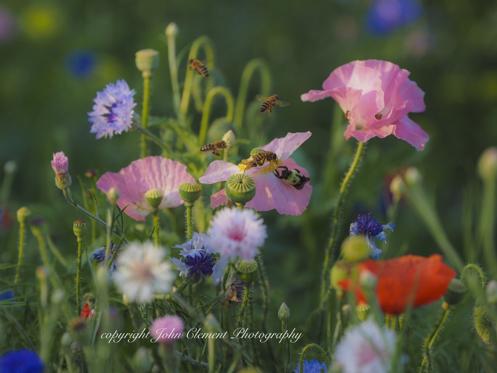 Vineyards — John Clement Photography
