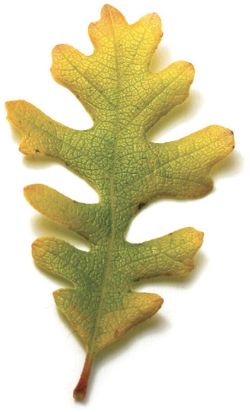 The Five Best Urban Tree Leaves to Use as Toilet Paper — Matt Ritter