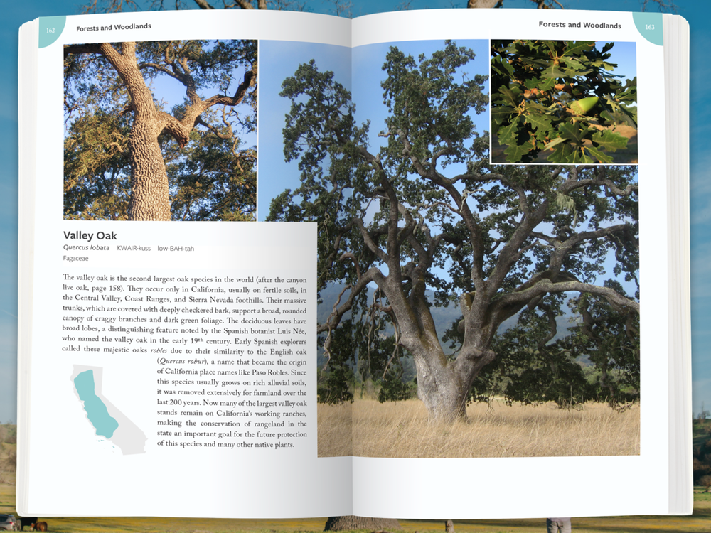 California Plants: A Guide to Our Iconic Flora — Matt Ritter