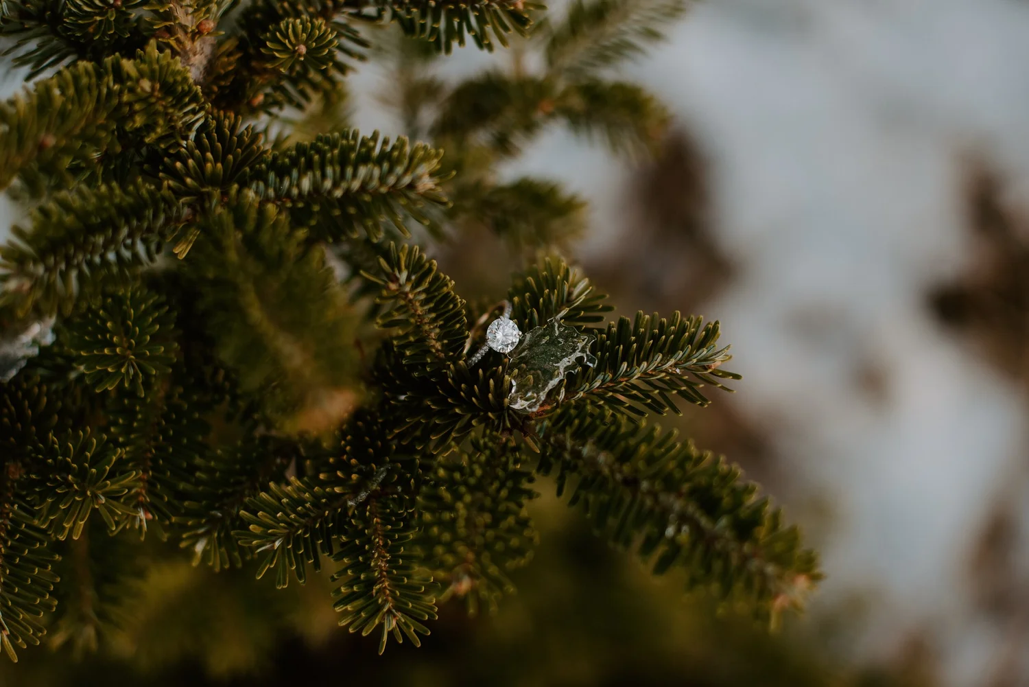 Shannon + Zeljko - Upstate NY Engagement Session — Branch & Breton ...