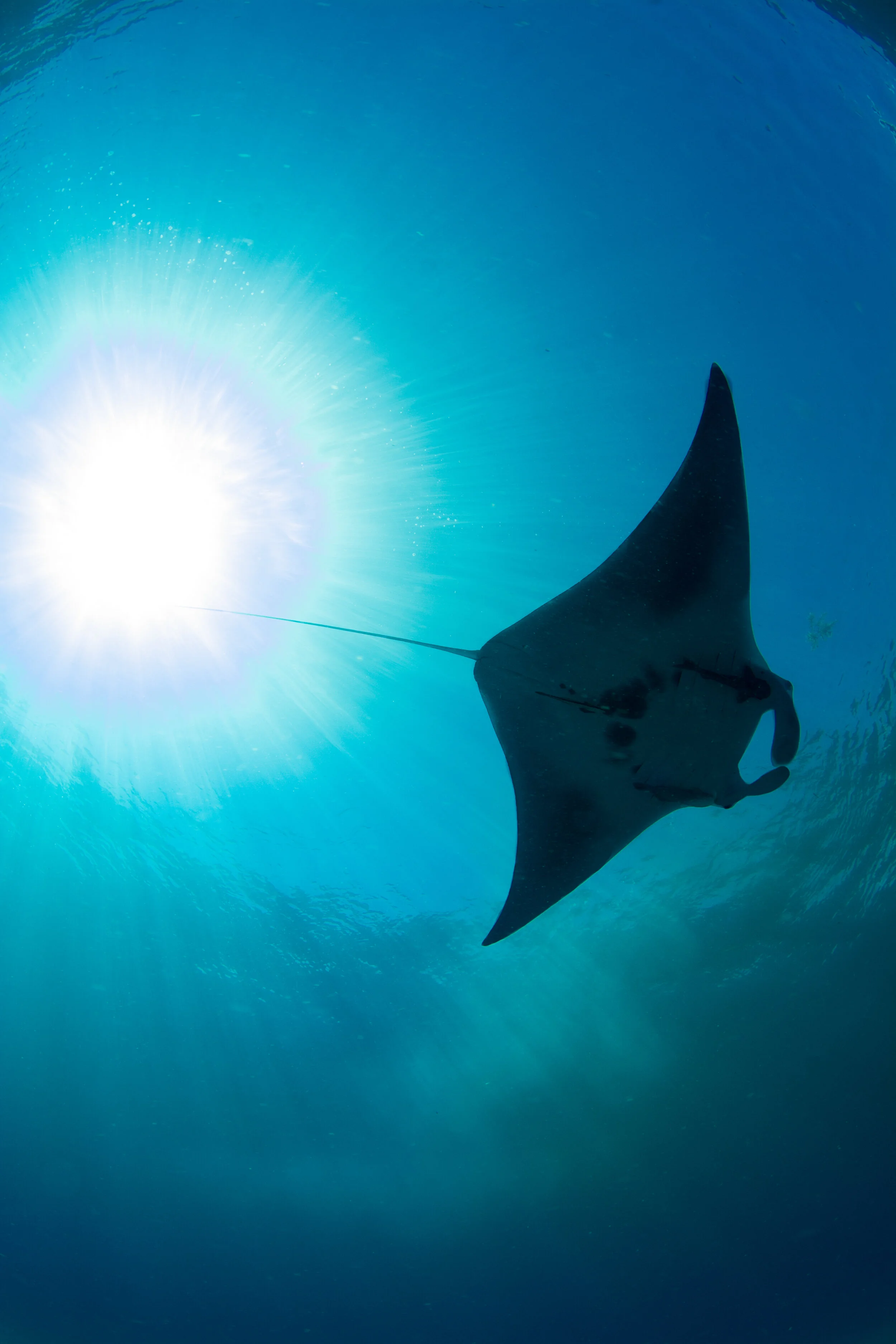 Florida's Mysterious Mantas — Ocean Bethany