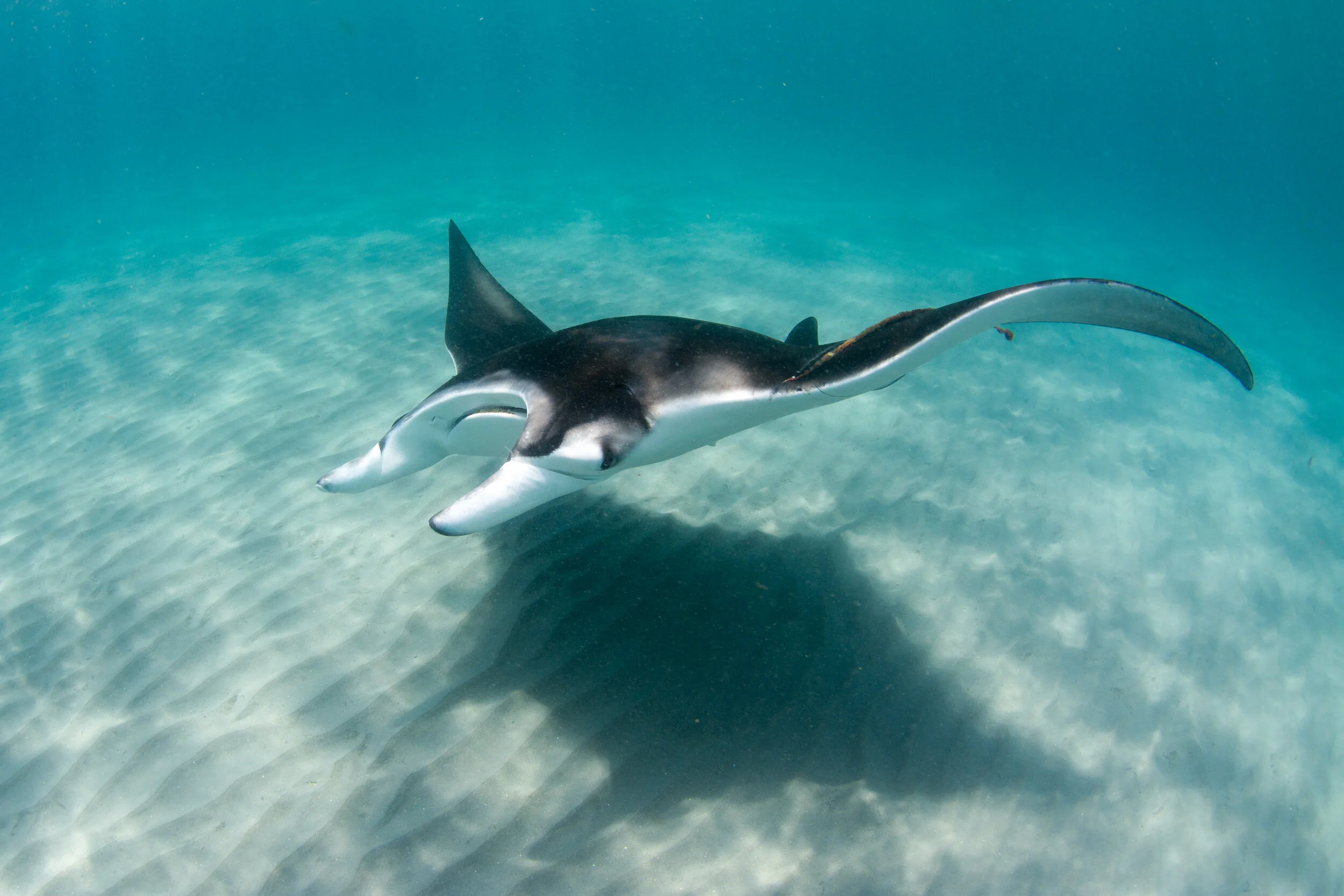 Florida's Mysterious Mantas — Ocean Bethany