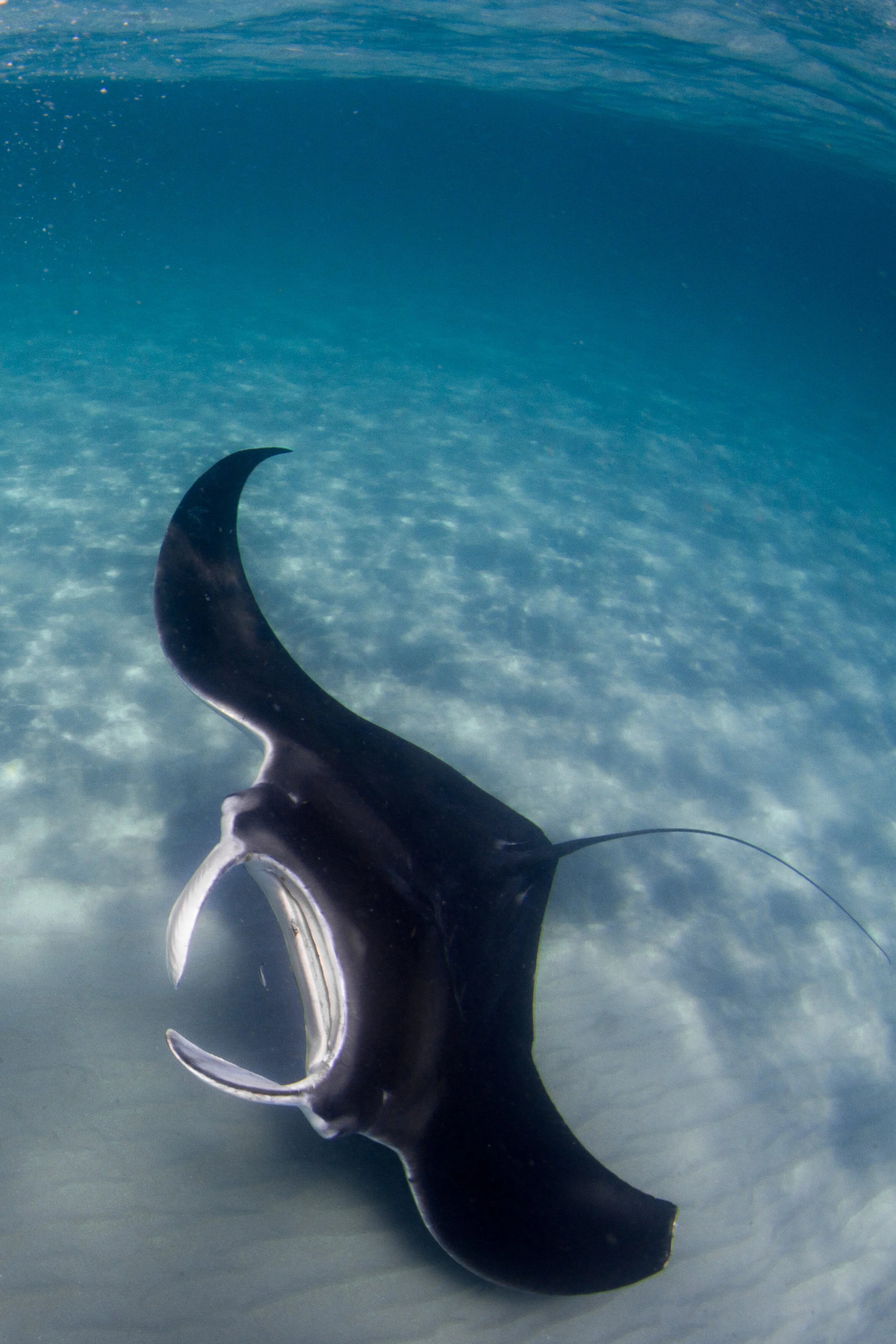 Florida's Mysterious Mantas — Ocean Bethany