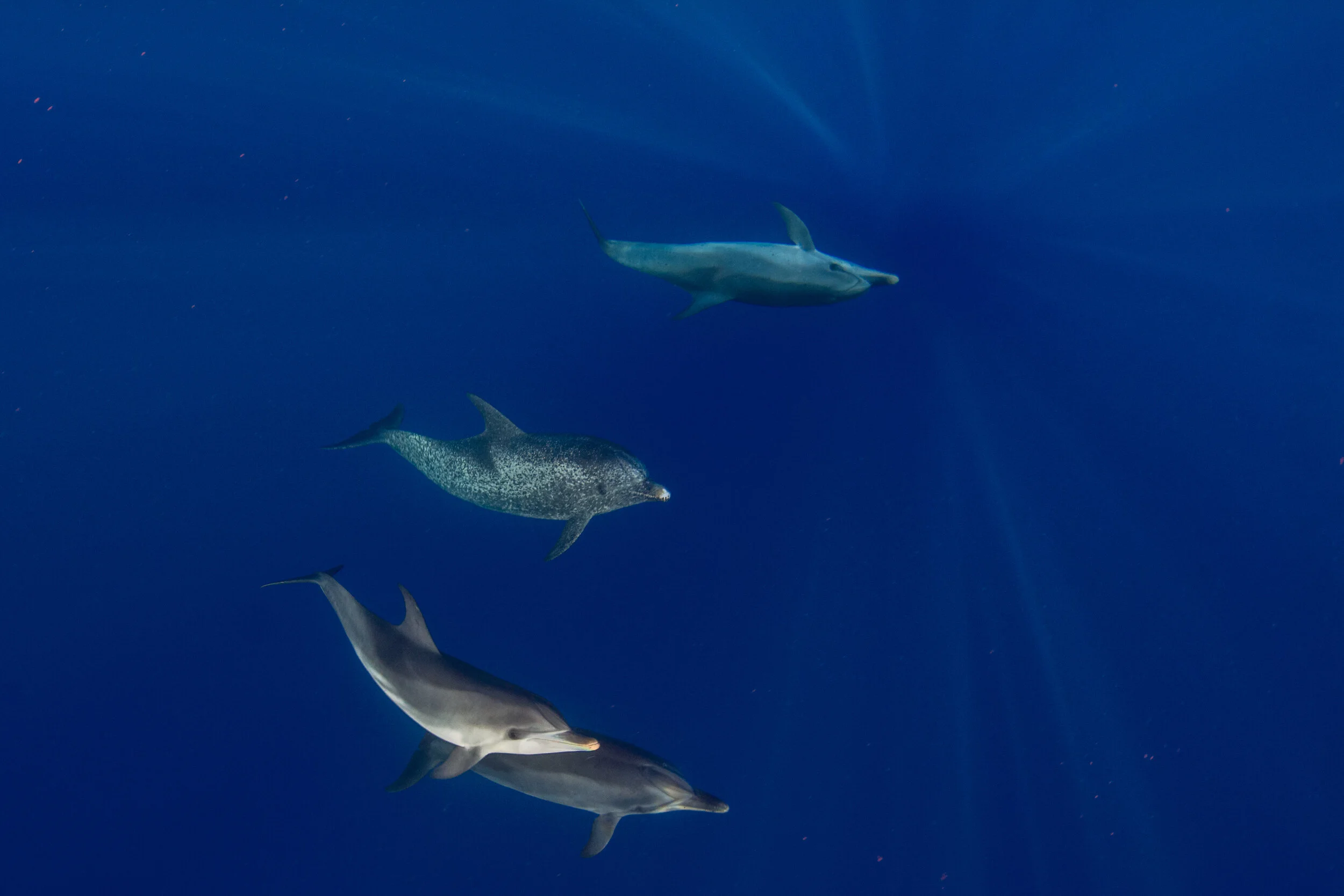 Dolphins of the Bahamas — Ocean Bethany