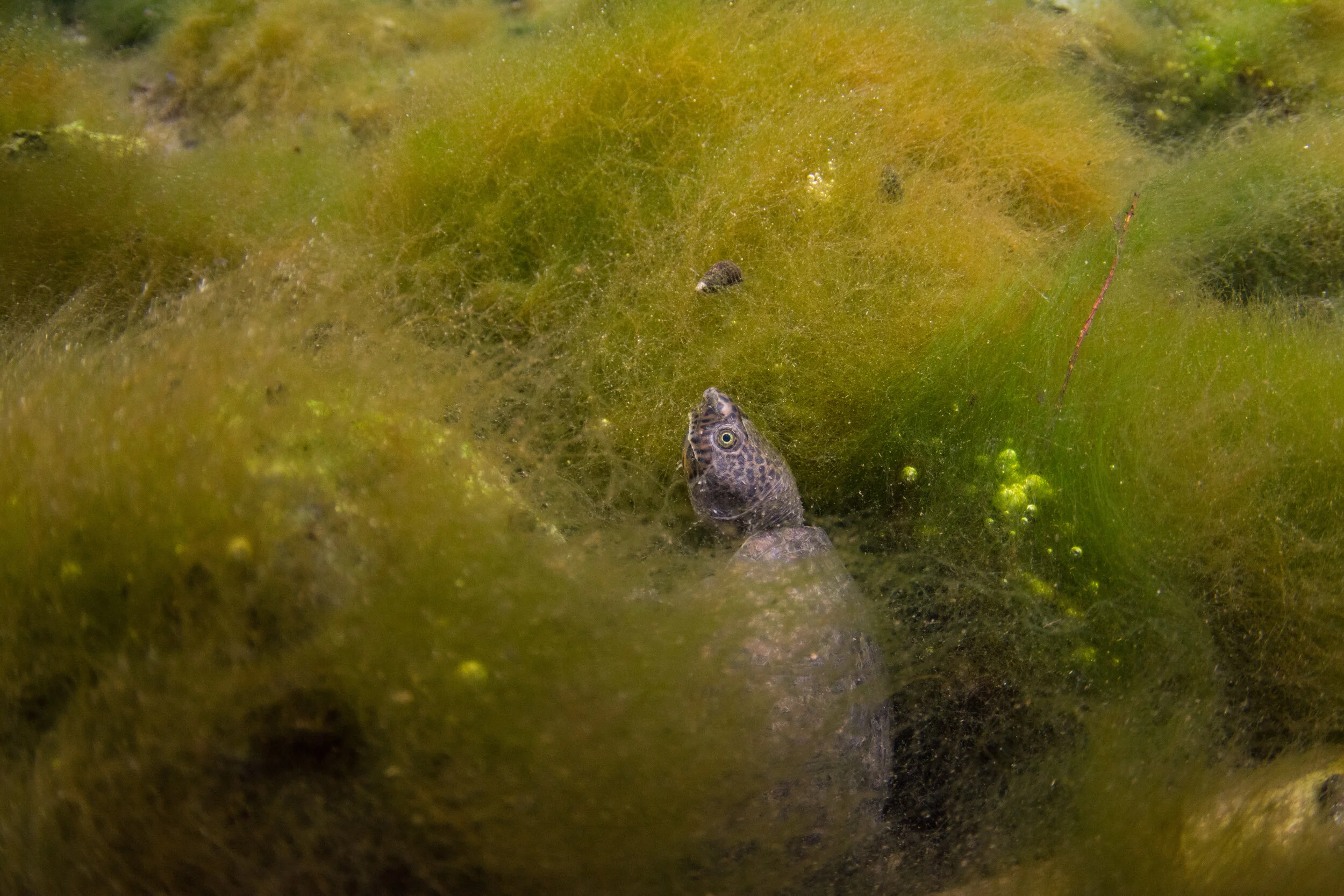 Serene Sirens and Springs — Ocean Bethany