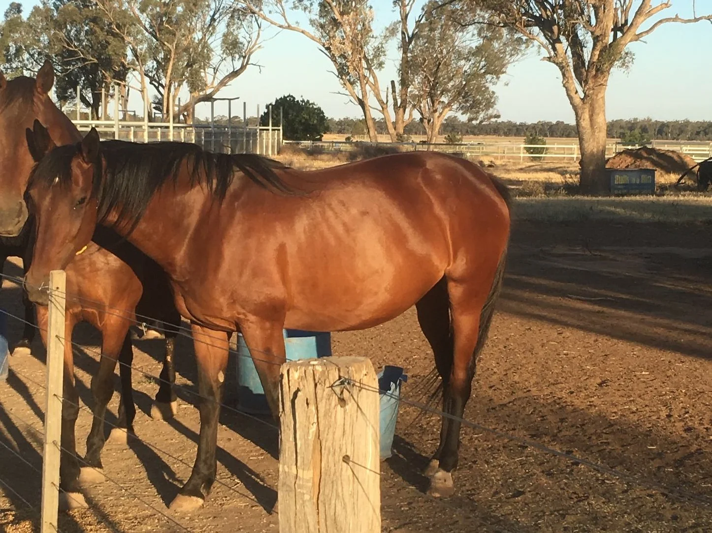 Tony Peacock Harness Racing