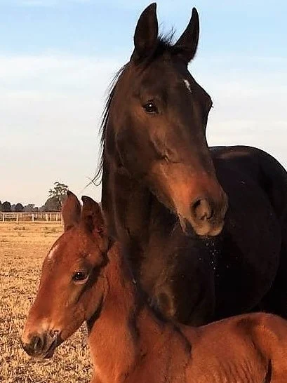 Tony Peacock Harness Racing