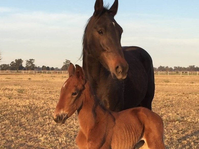 Tony Peacock Harness Racing