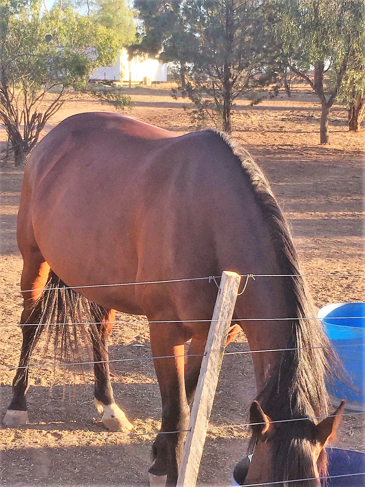 Tony Peacock Harness Racing