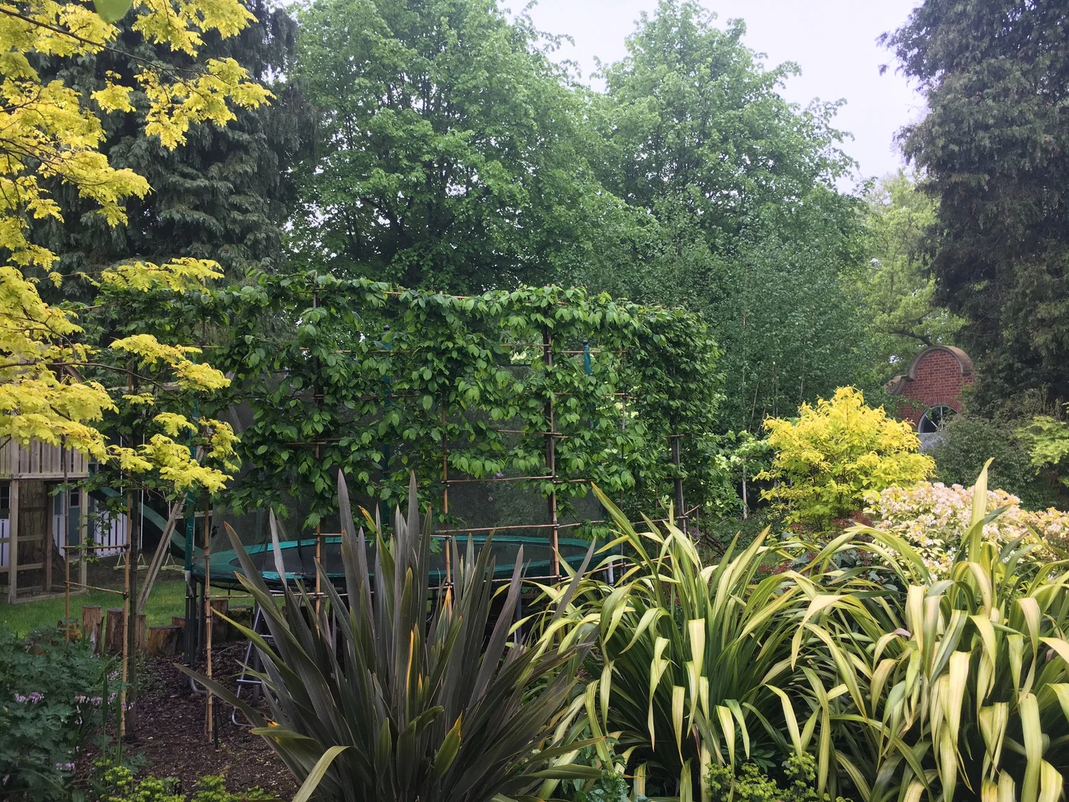 Best ways to use pleached trees — Abbotswood Gardeners