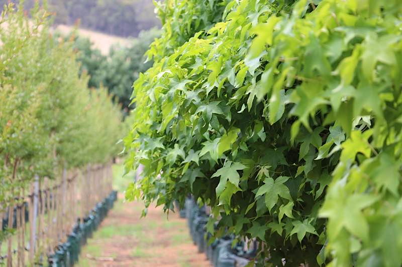 Containerised (Bag) Trees — Mullalyup Forest Farm Nursery