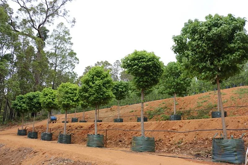 Containerised (Bag) Trees — Mullalyup Forest Farm Nursery