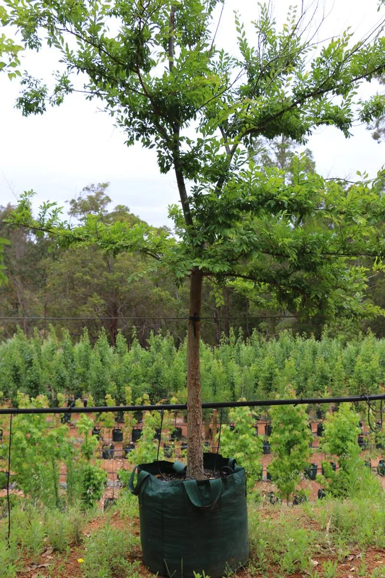 Containerised (Bag) Trees — Mullalyup Forest Farm Nursery
